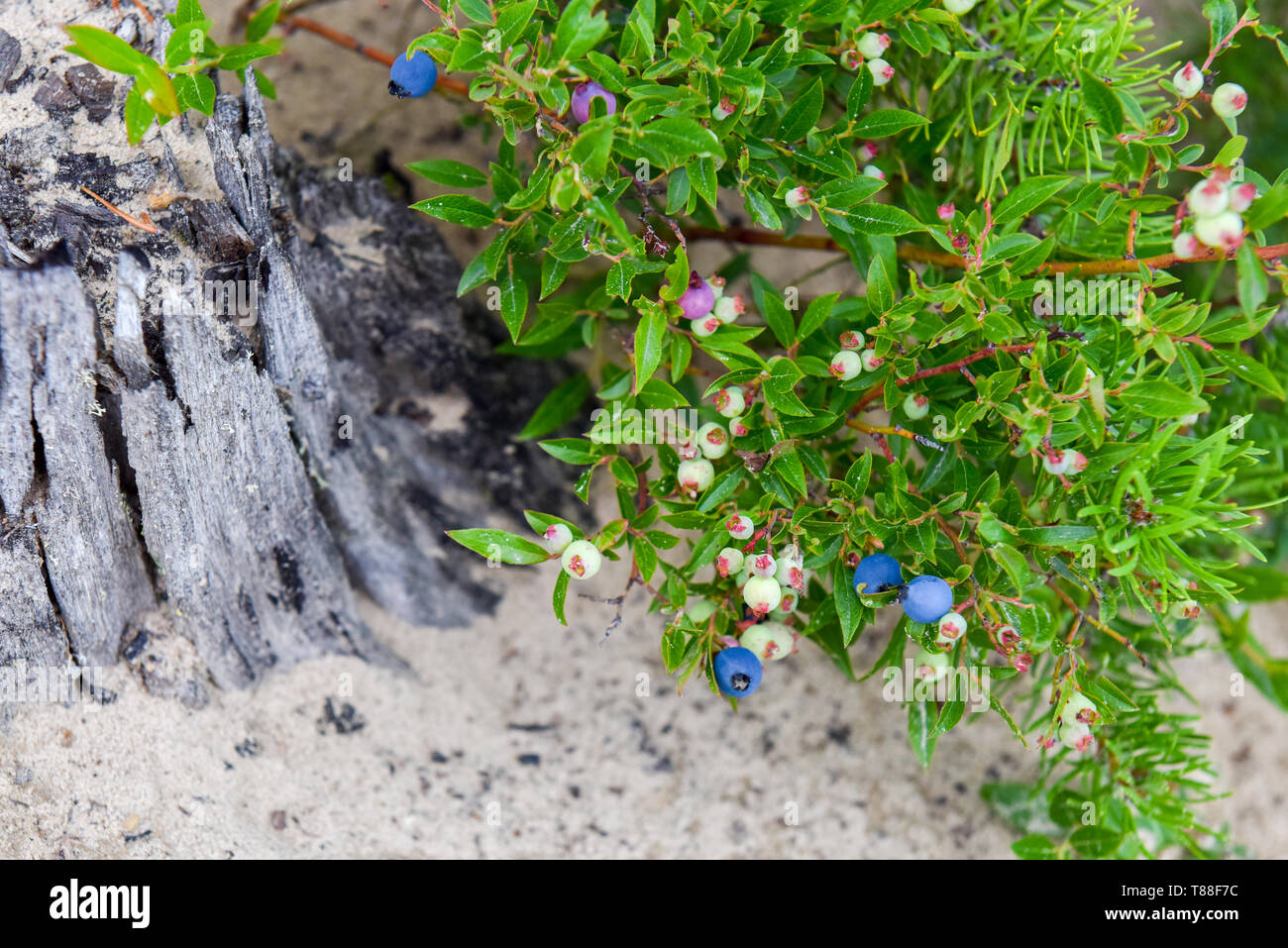 Canadian wild blueberries hi-res stock photography and images - Alamy