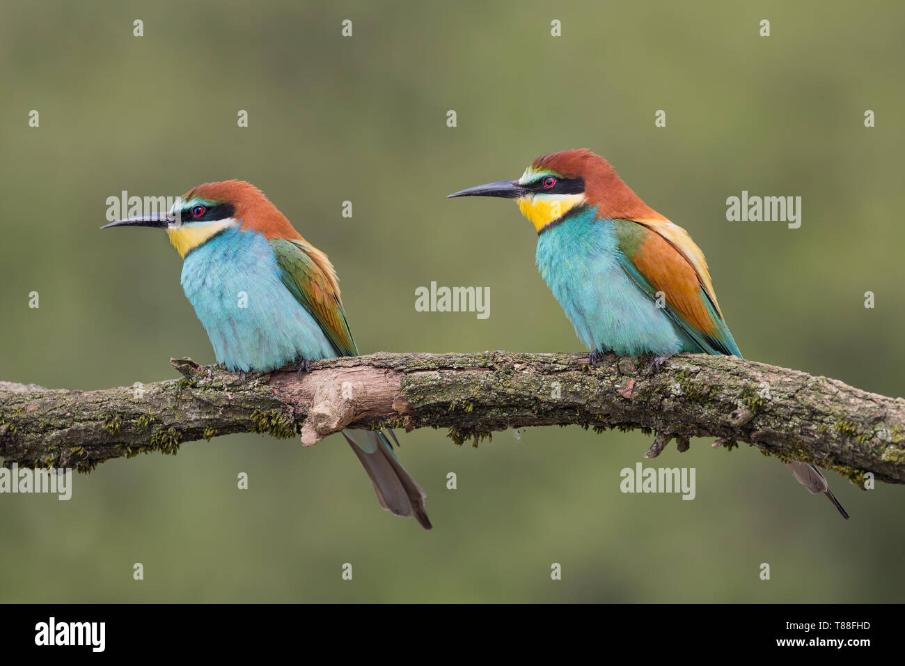 Bee aviary hi-res stock photography and images - Alamy