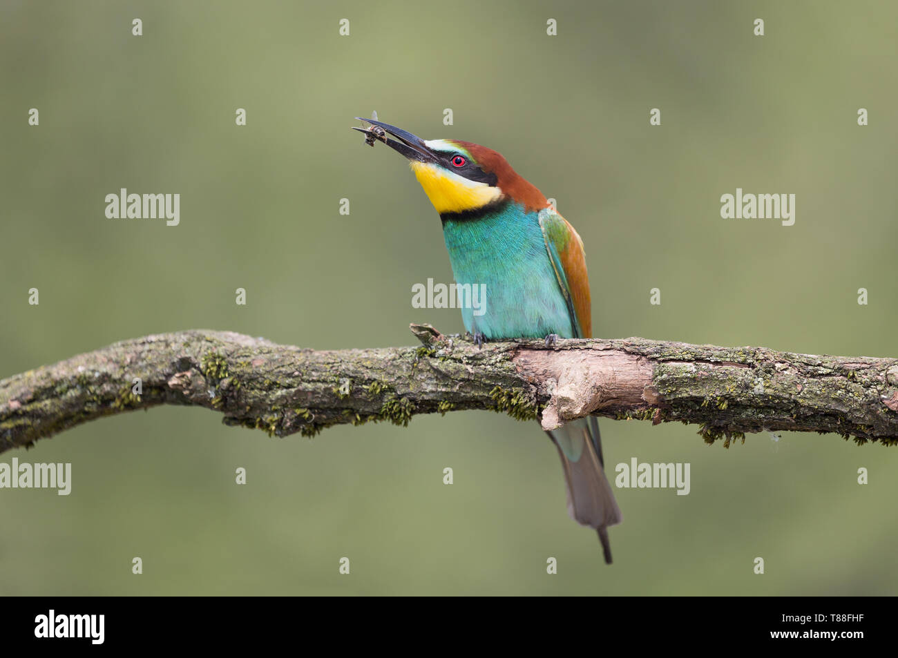 Bee aviary hi-res stock photography and images - Alamy