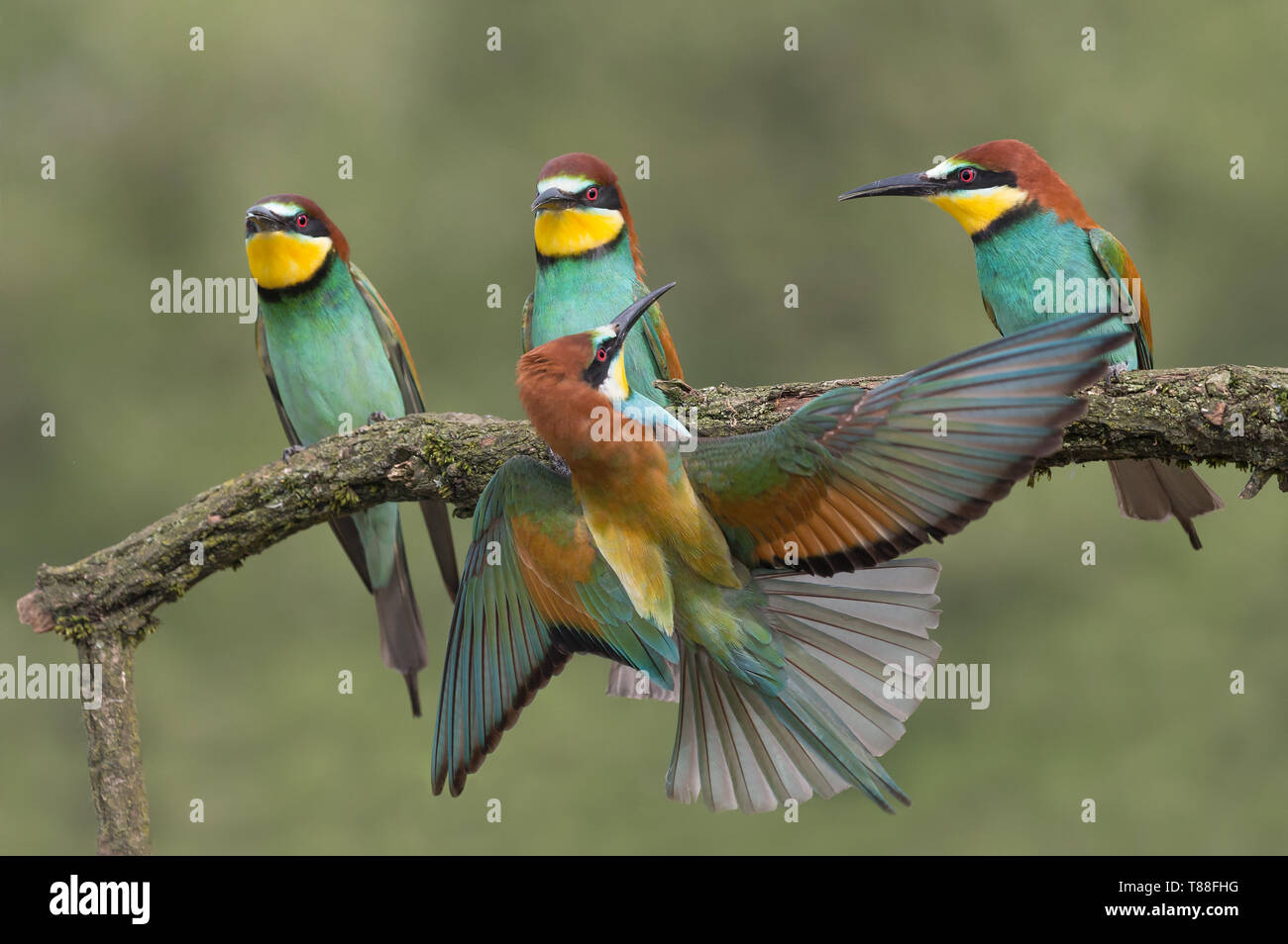 Combat between European bee eaters (Merops apiaster Stock Photo - Alamy