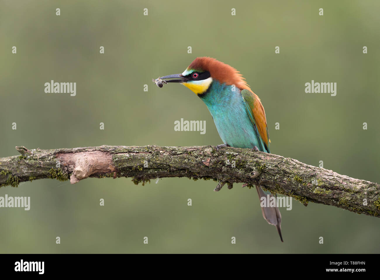 Bee aviary hi-res stock photography and images - Alamy