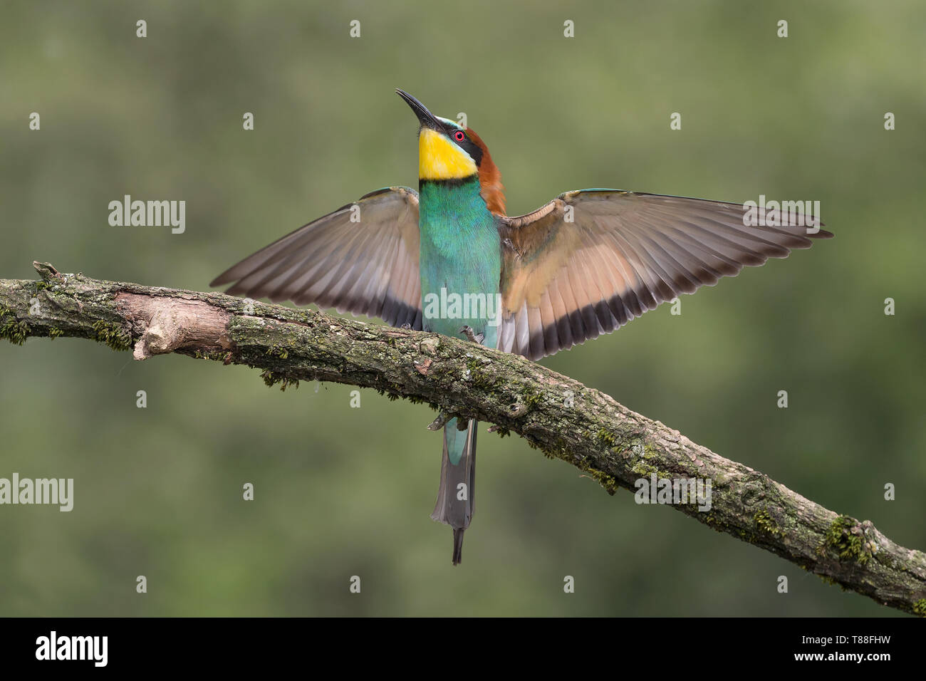 Bee aviary hi-res stock photography and images - Alamy