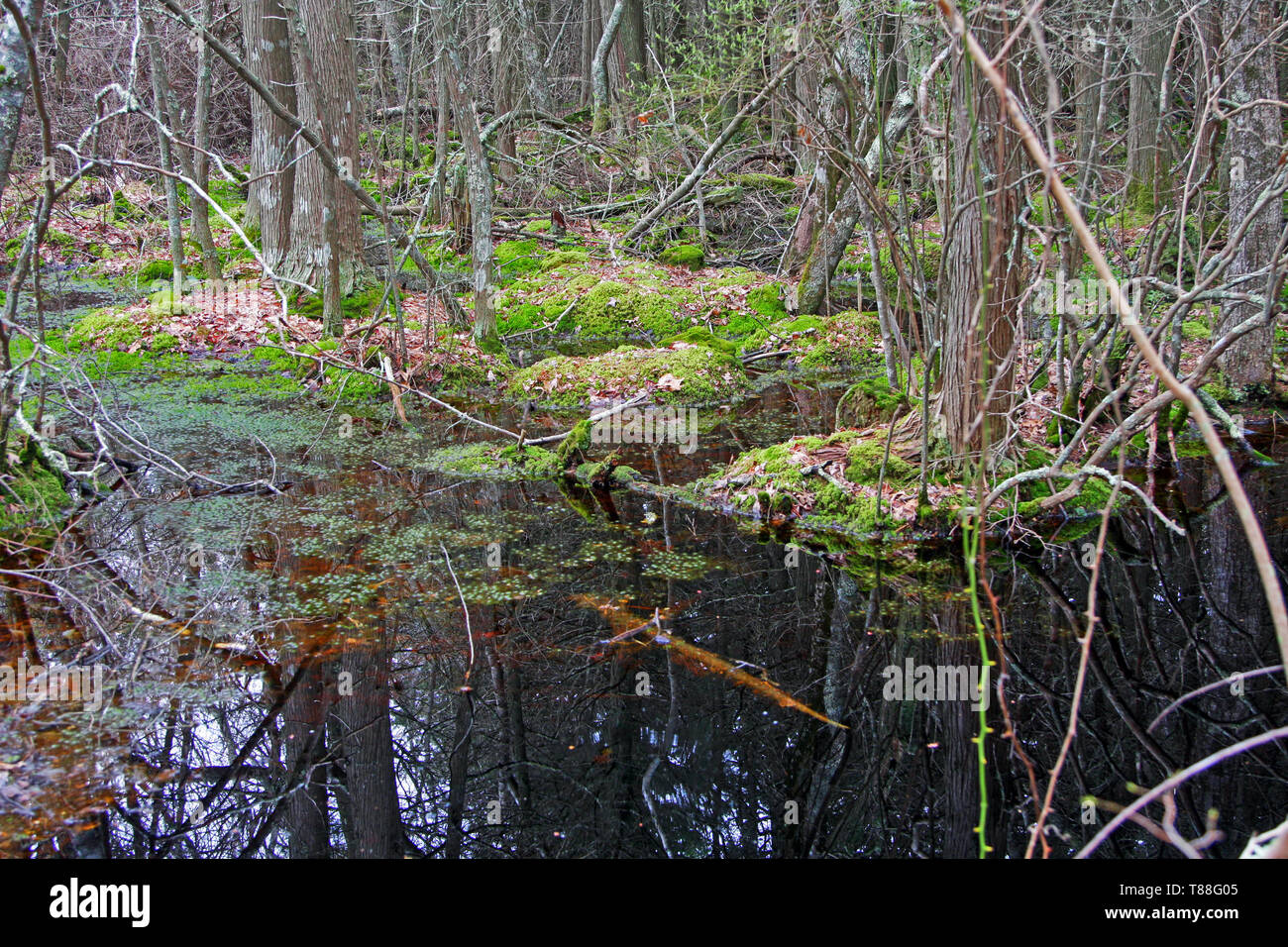 USA, Massachusetts, Cape Cod, New England, Wellfleet, Marconi Station ...