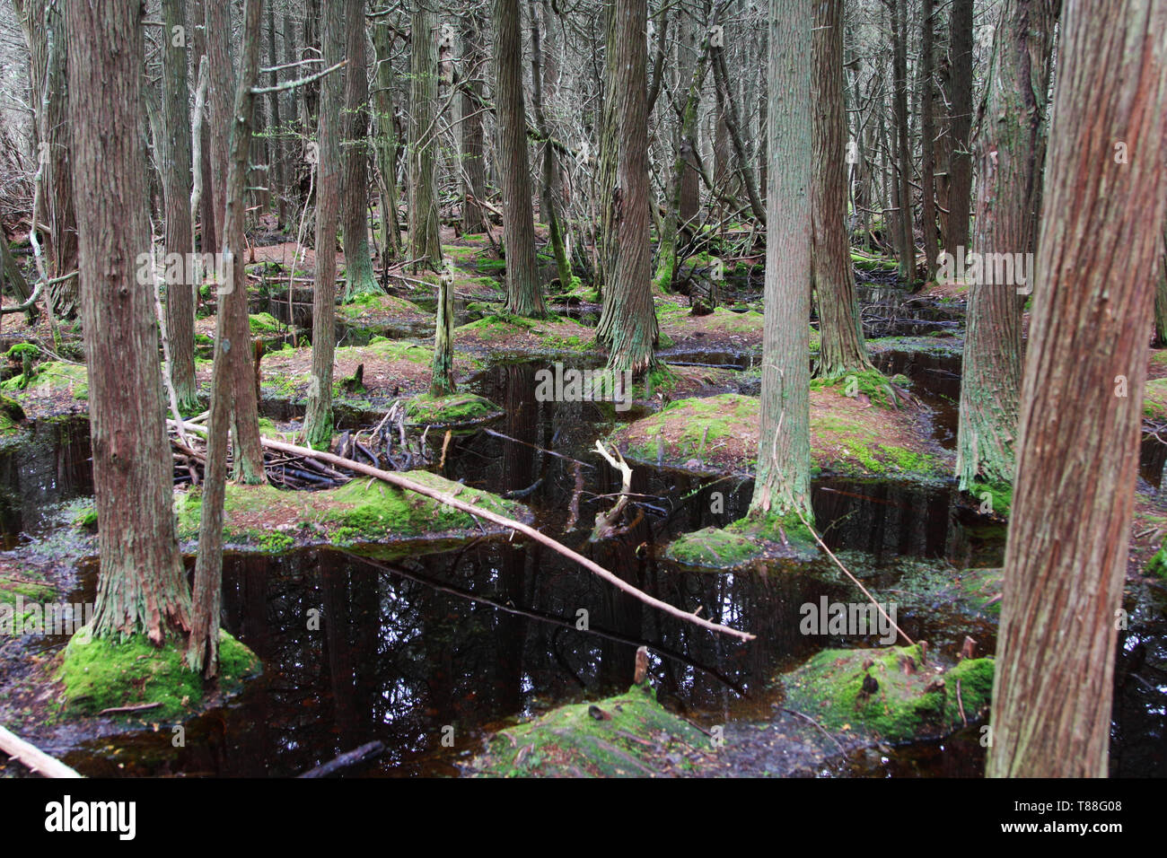 USA, Massachusetts, Cape Cod, New England, Wellfleet, Marconi Station ...