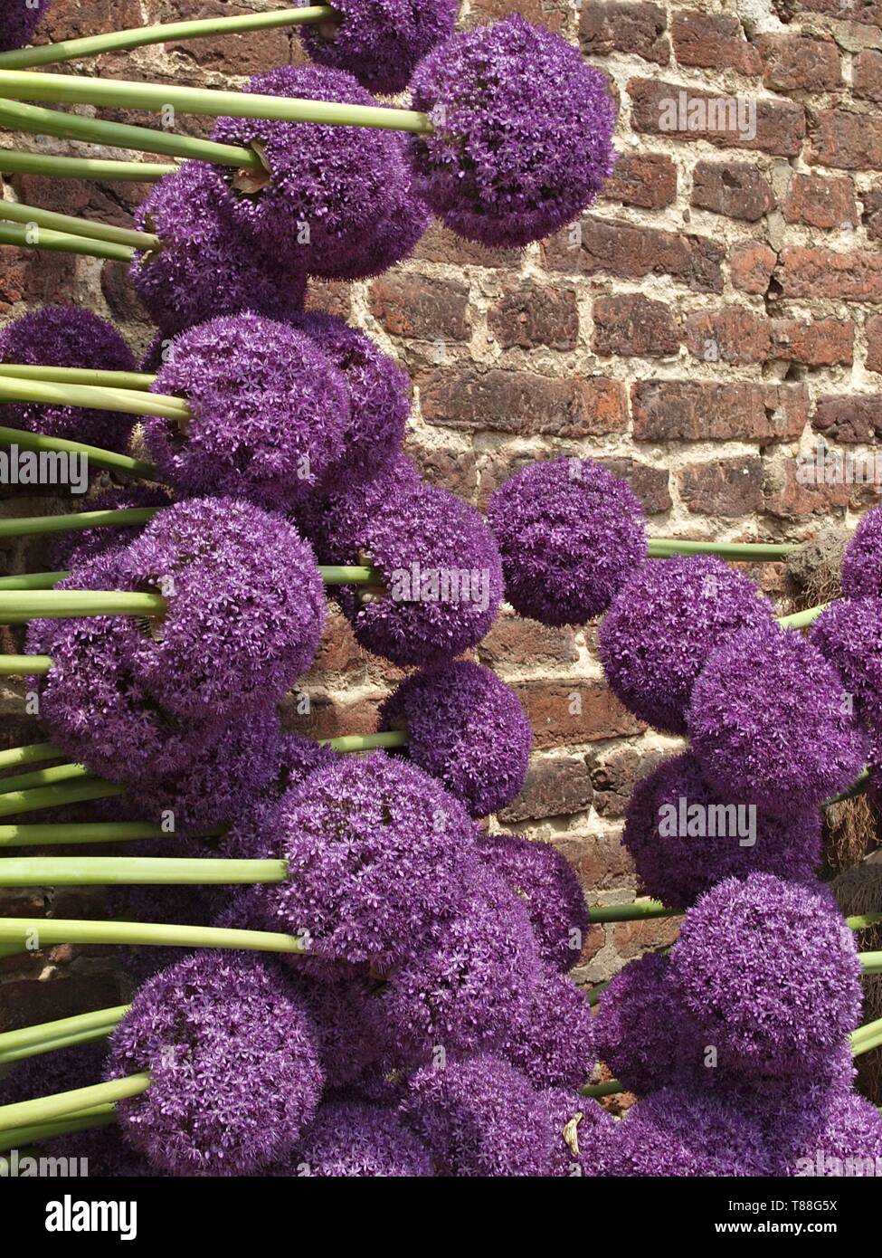 Eek hi-res stock photography and images - Alamy