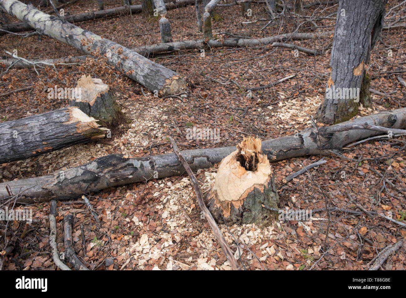 A poplar tree stump remains after a beaver (Castor canadensis) chewed ...