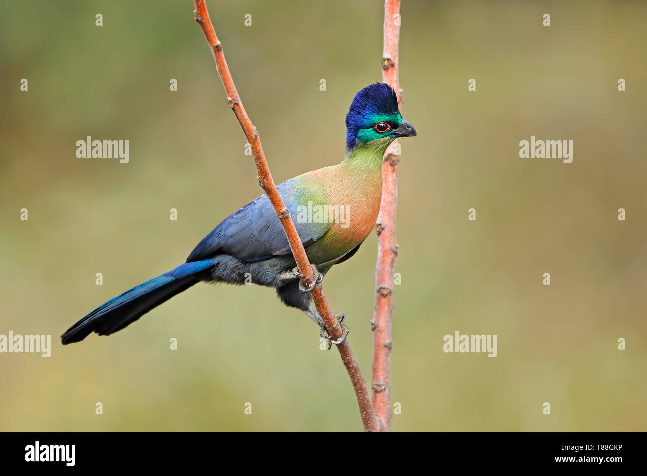 Purple crested turaco hi-res stock photography and images - Alamy