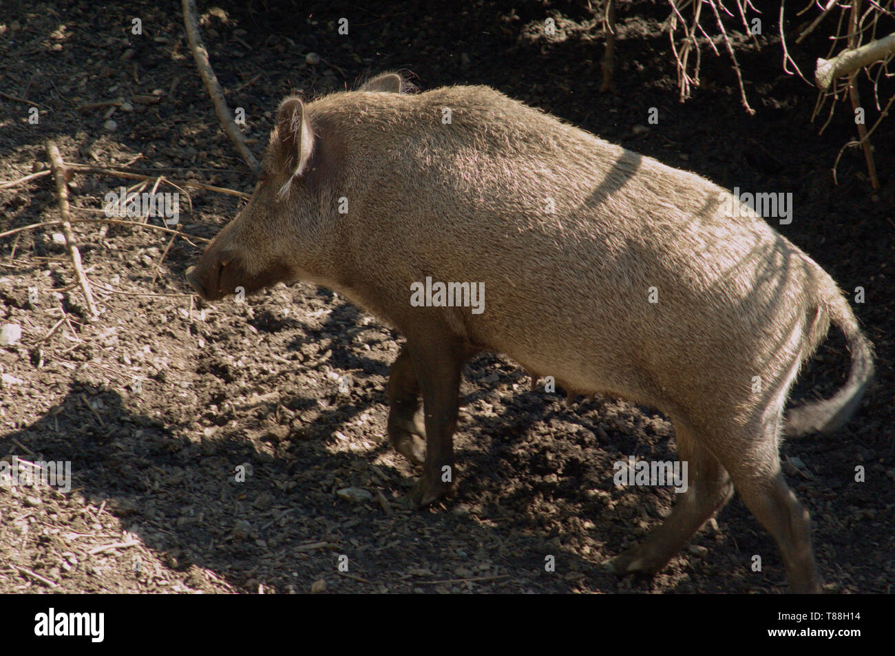 Wild pig (Sus scrofa) in wildlife park in Lucerne Stock Photo - Alamy