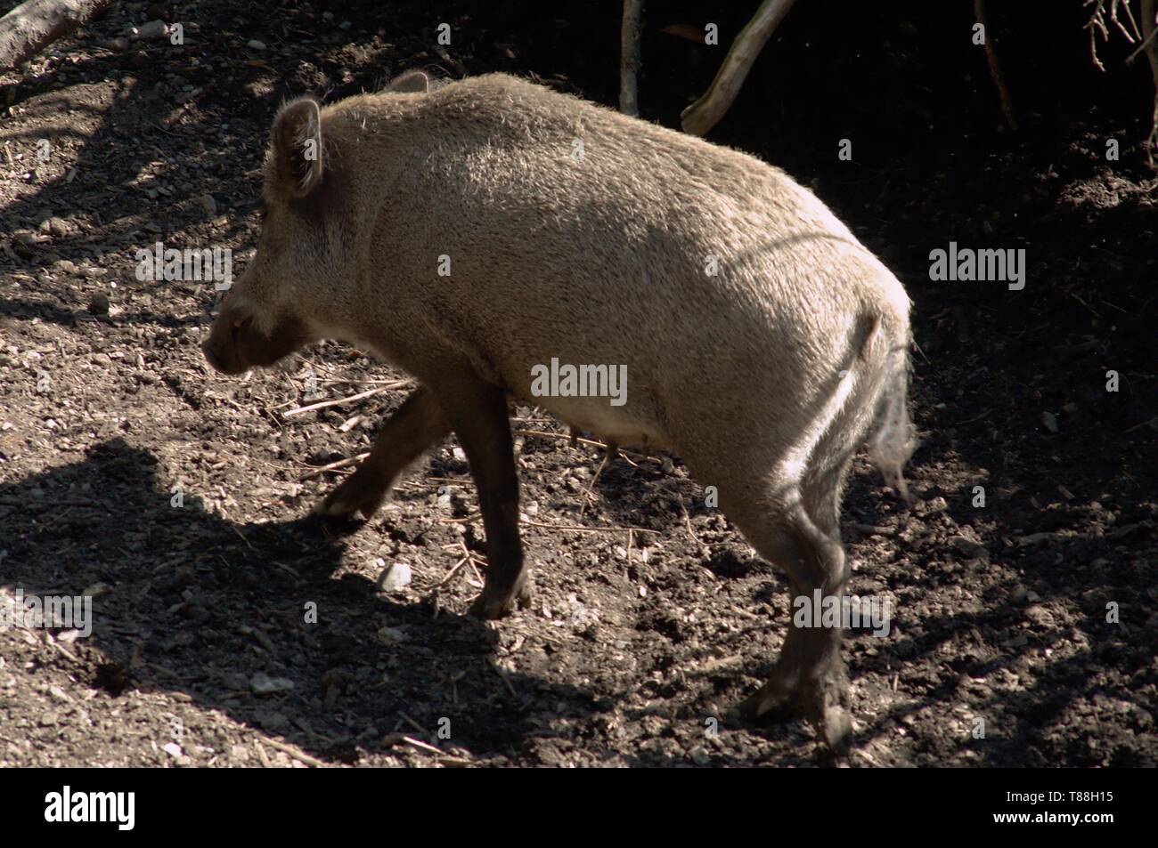 Wild pig (Sus scrofa) in wildlife park in Lucerne Stock Photo - Alamy