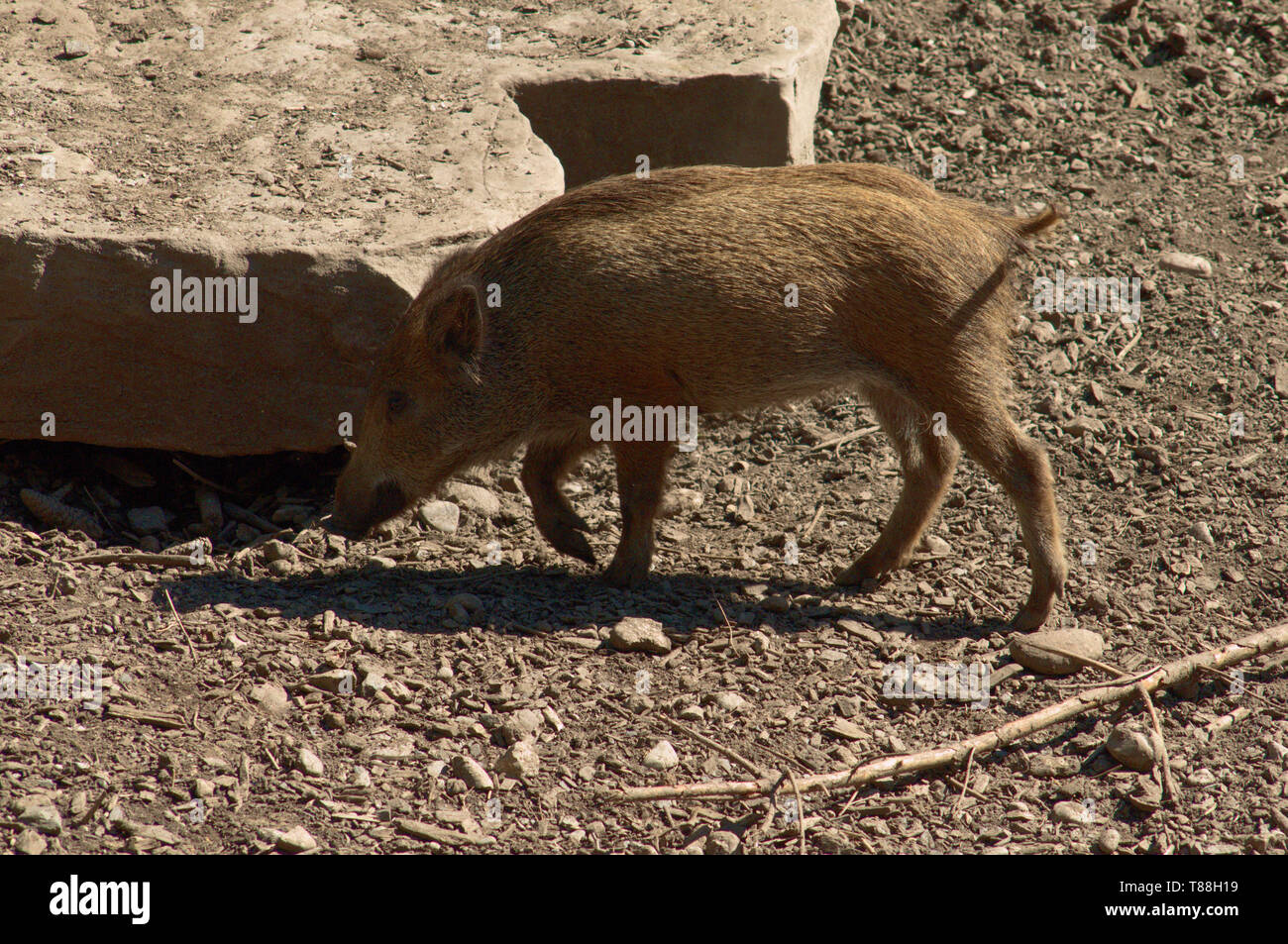 Wild pig (Sus scrofa) in wildlife park in Lucerne Stock Photo - Alamy