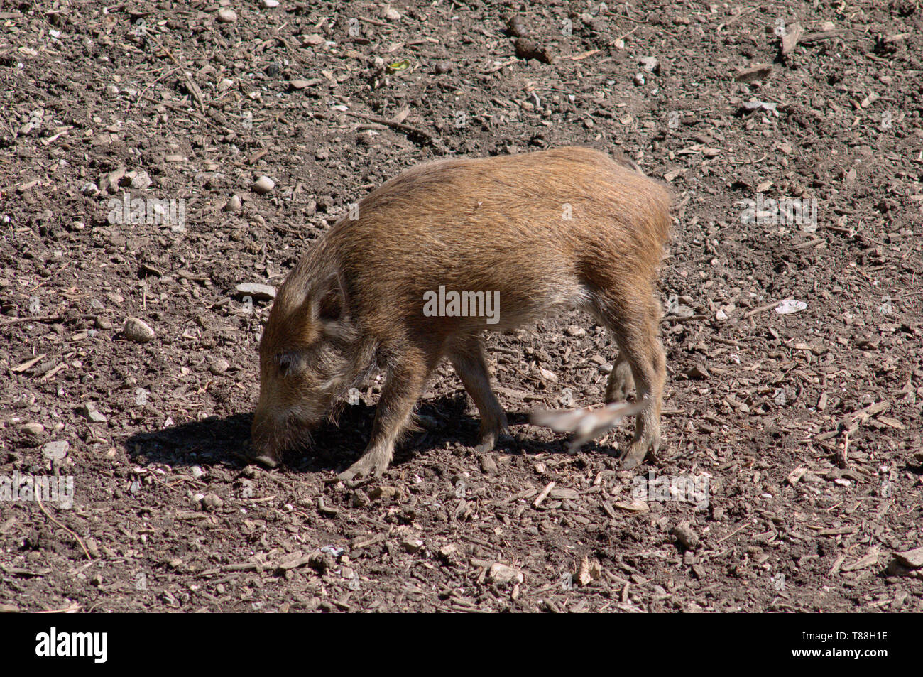 Wild pig (Sus scrofa) in wildlife park in Lucerne Stock Photo - Alamy