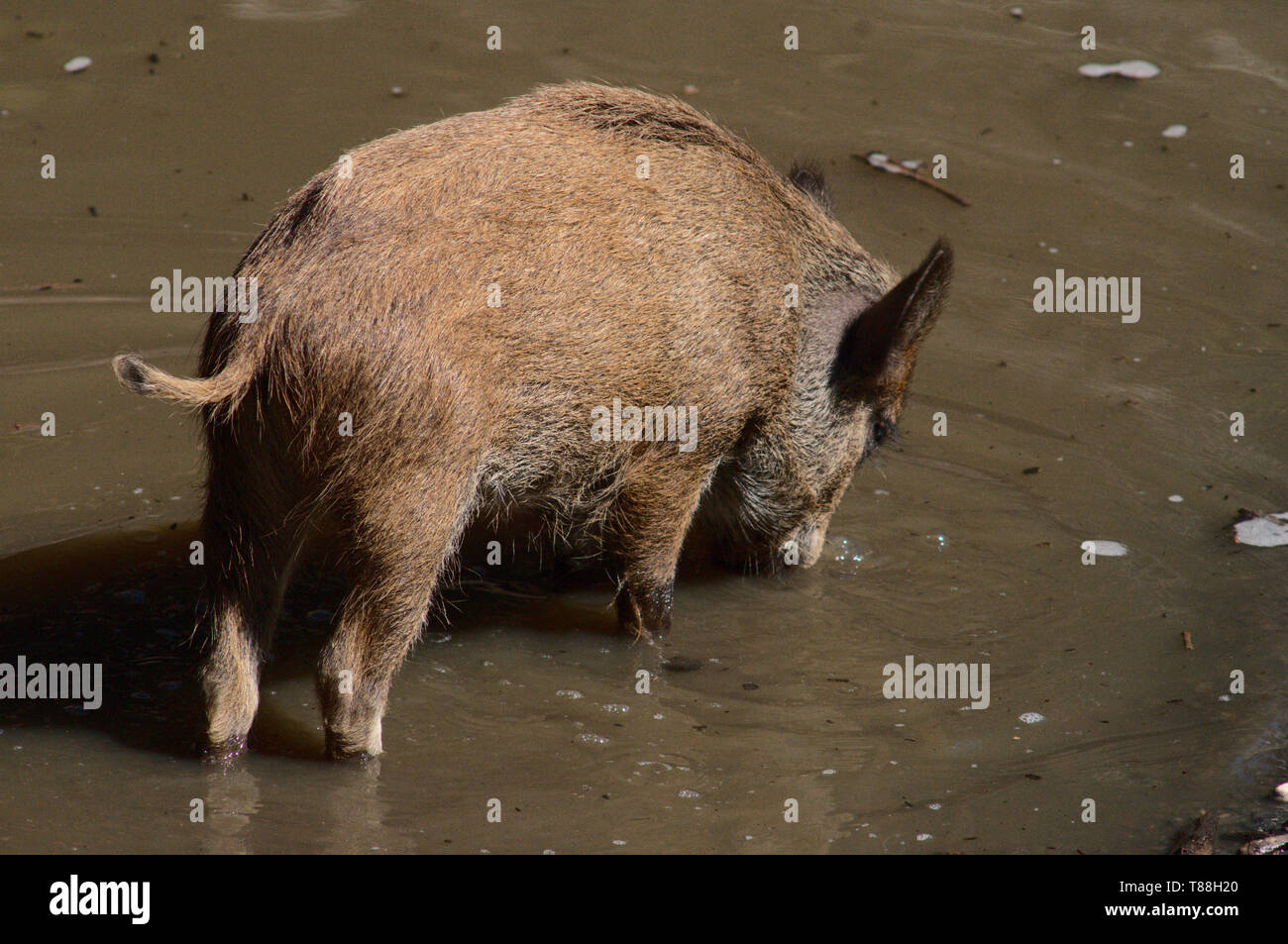 Wild pig (Sus scrofa) in wildlife park in Lucerne Stock Photo - Alamy