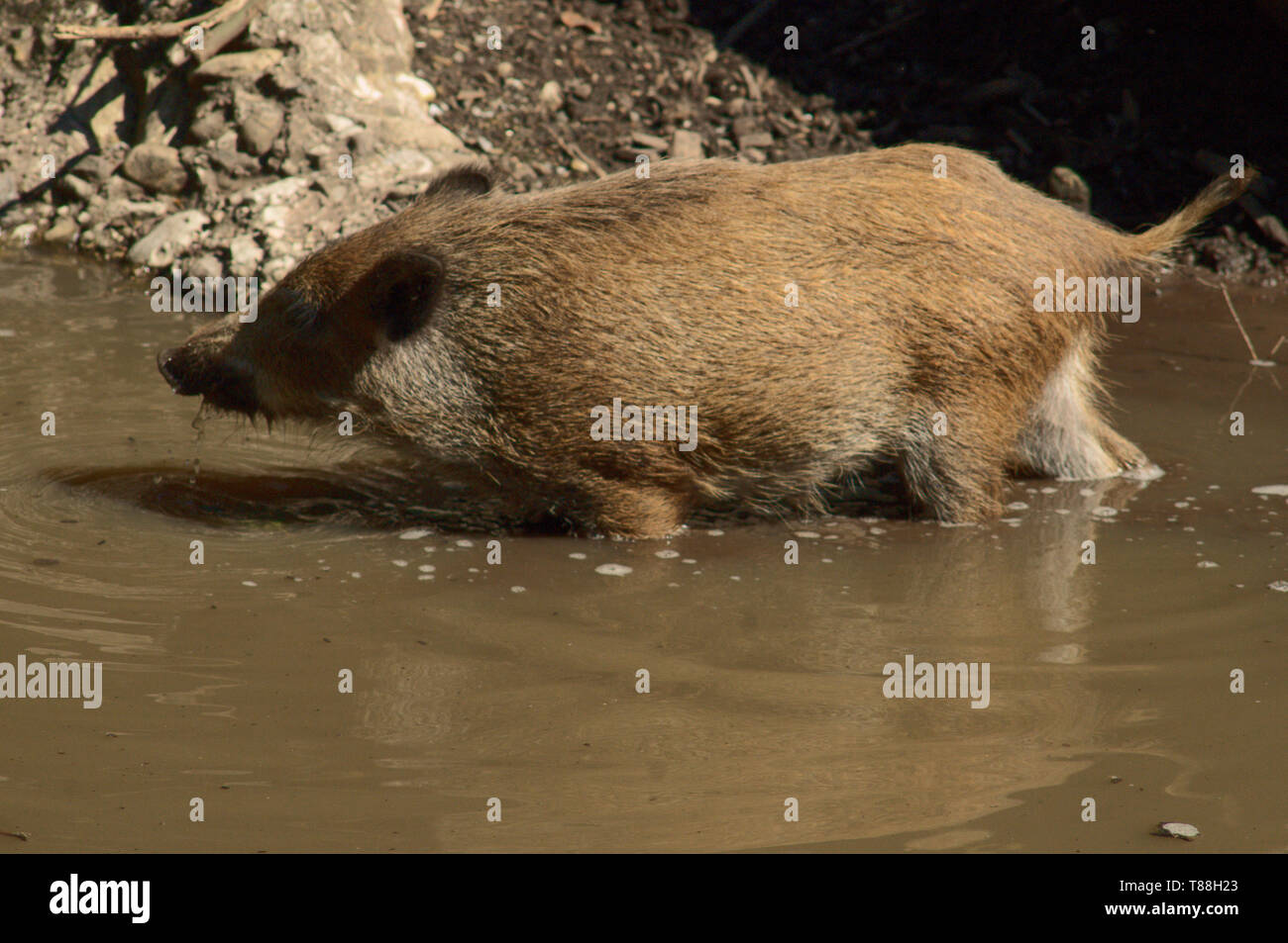 Wild pig (Sus scrofa) in wildlife park in Lucerne Stock Photo - Alamy