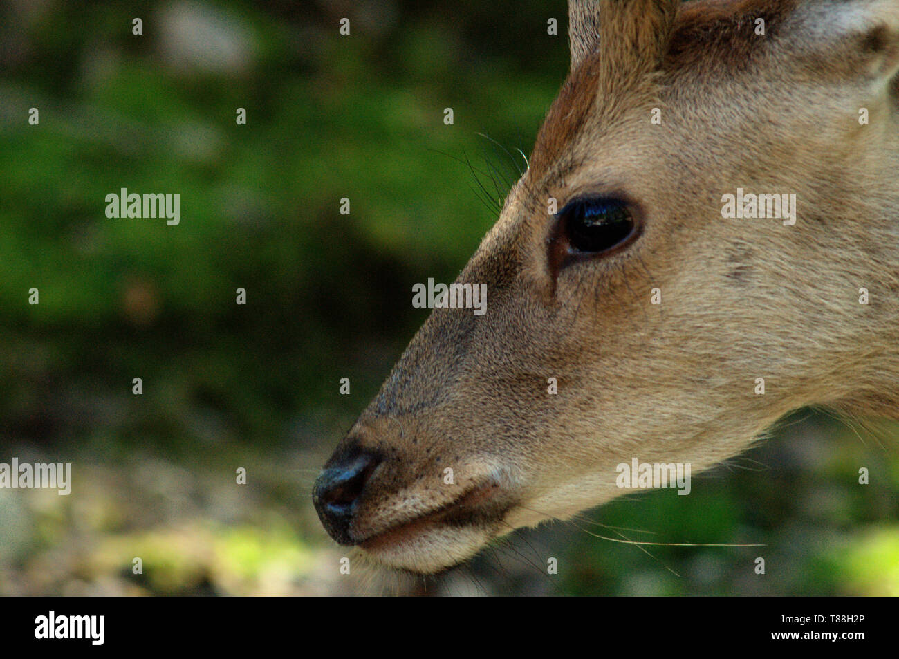 Dama dama; fallow deer in park near Luzern, Switzerland Stock Photo - Alamy