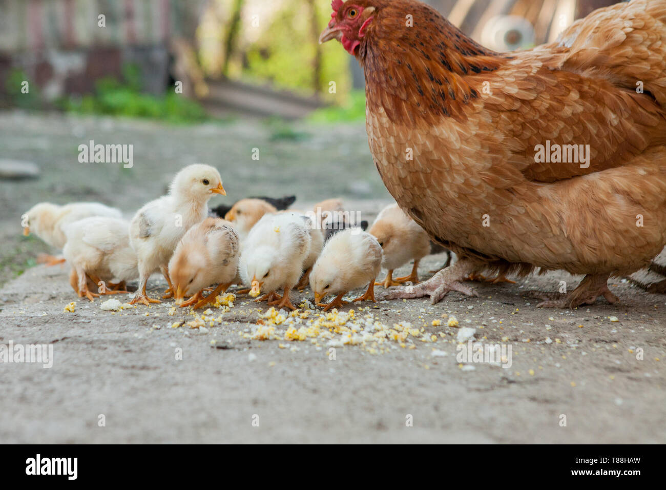 Close up yellow chicks on the floor , Beautiful yellow little chickens ...