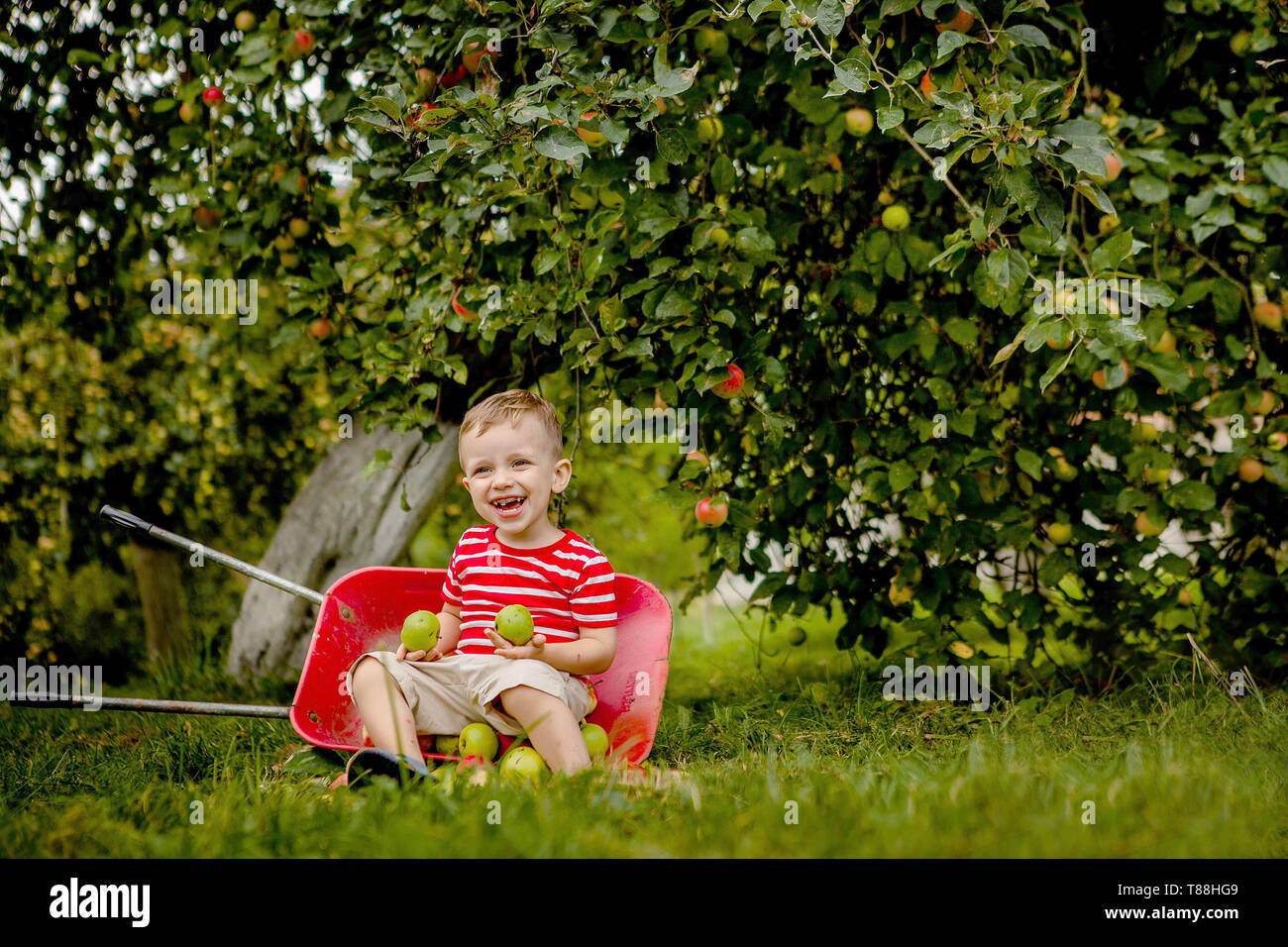 Child picking apples on a farm. Little boy playing in apple tree ...
