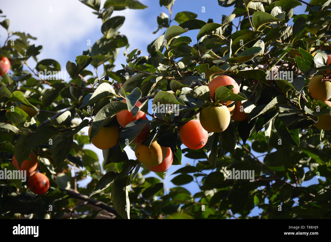 Medronho fruits on a tree ready to be harvest Stock Photo - Alamy
