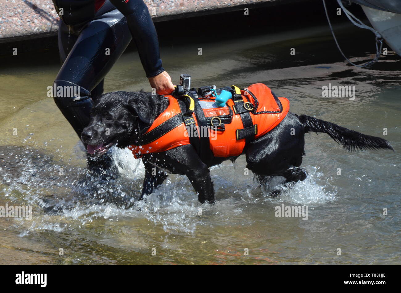 A black Lifeguard dog Stock Photo - Alamy