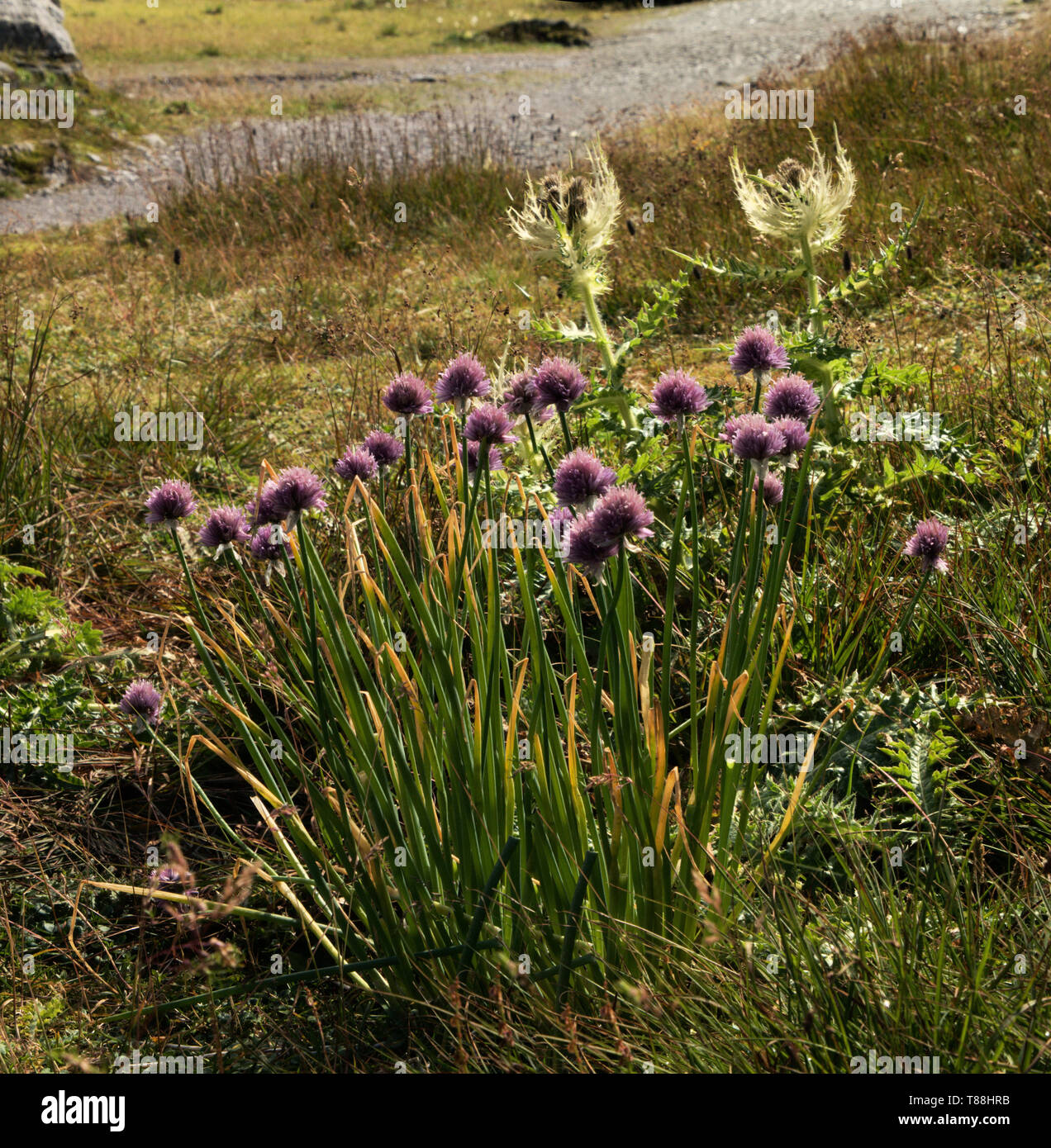 Wild Chives High Resolution Stock Photography and Images - Alamy