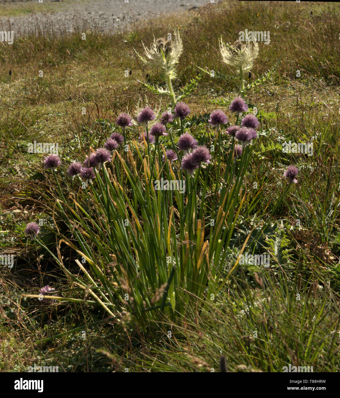 Wild Chives High Resolution Stock Photography and Images - Alamy