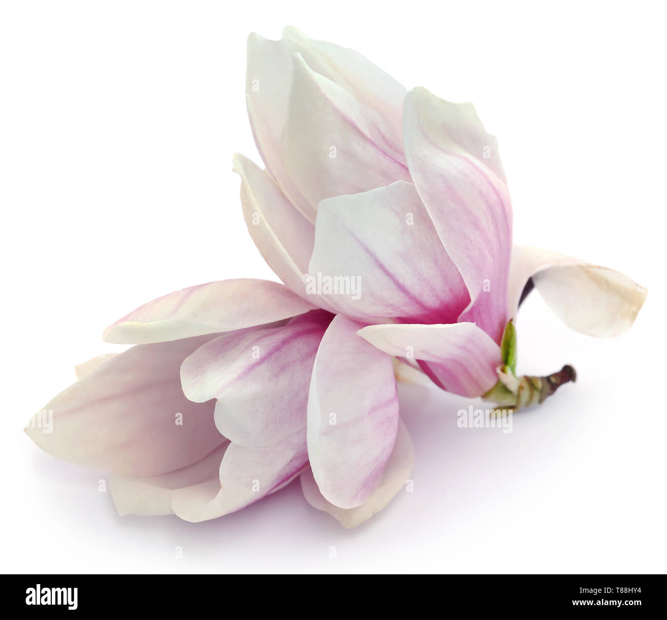 Magnolia flower over white background Stock Photo - Alamy