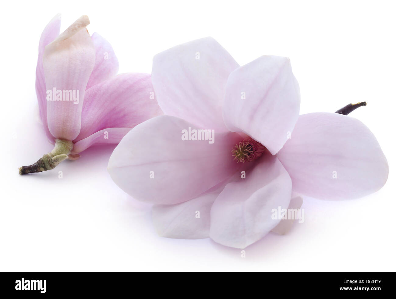Magnolia flower over white background Stock Photo - Alamy