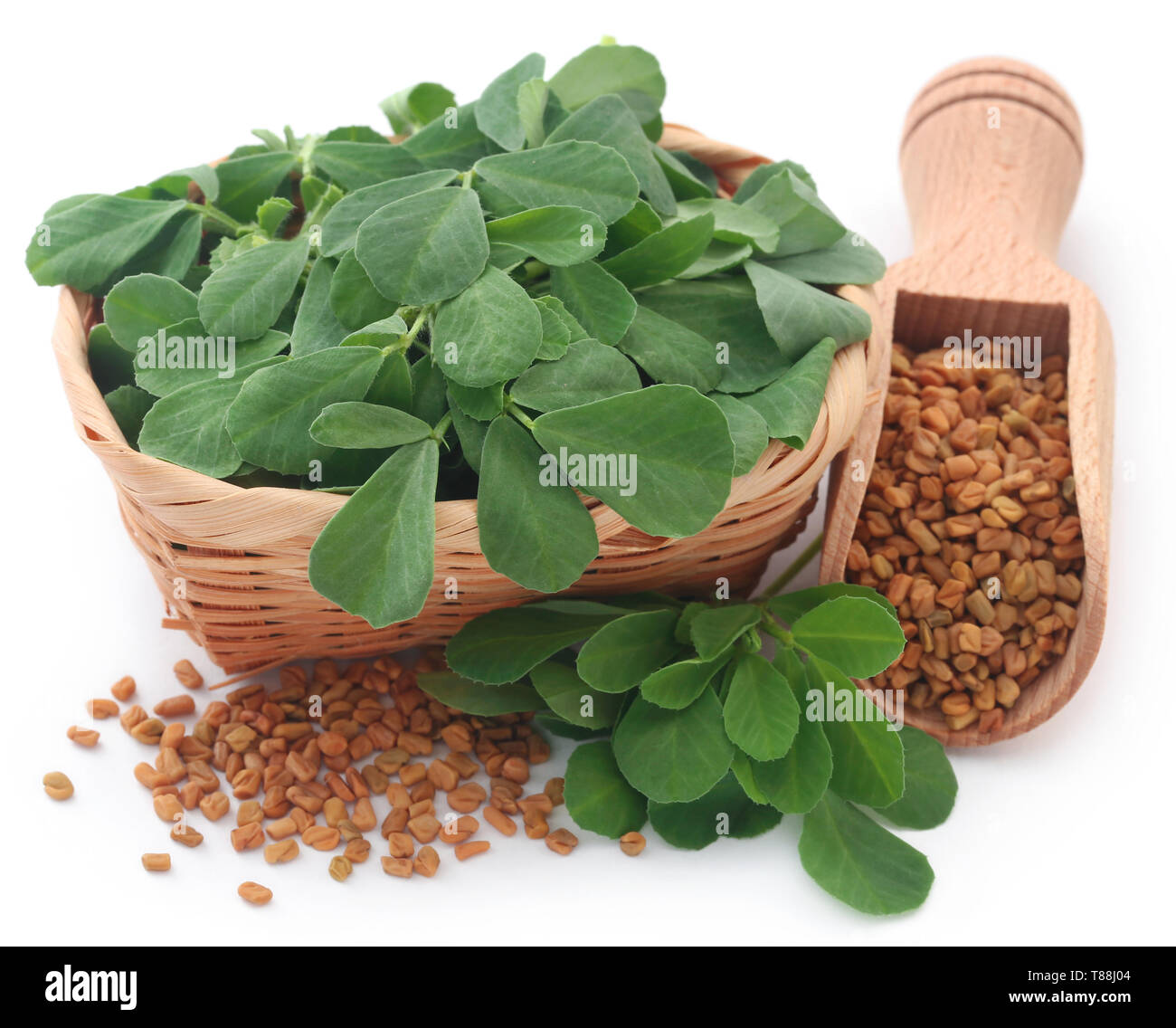 Fenugreek plant Cut Out Stock Images & Pictures - Alamy