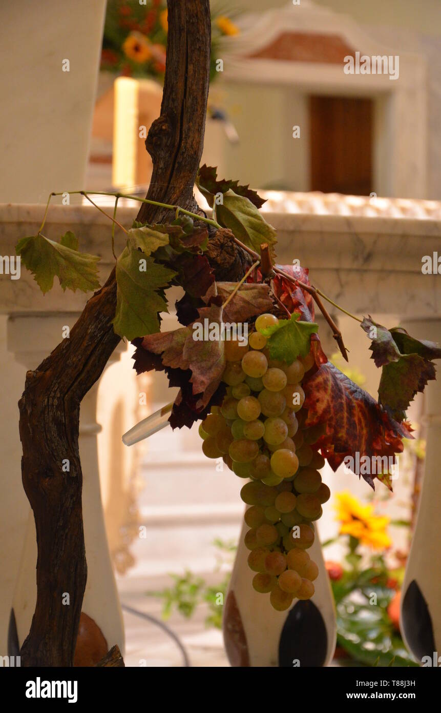 Cluster of fresh grapes isolated Stock Photo - Alamy