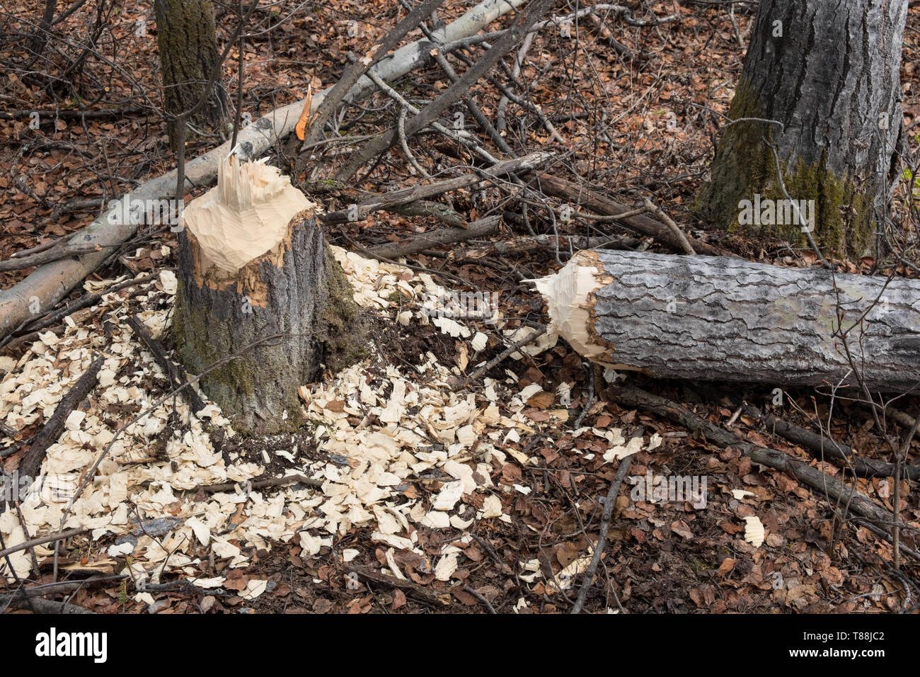 A poplar tree stump remains after a beaver (Castor canadensis) chewed ...