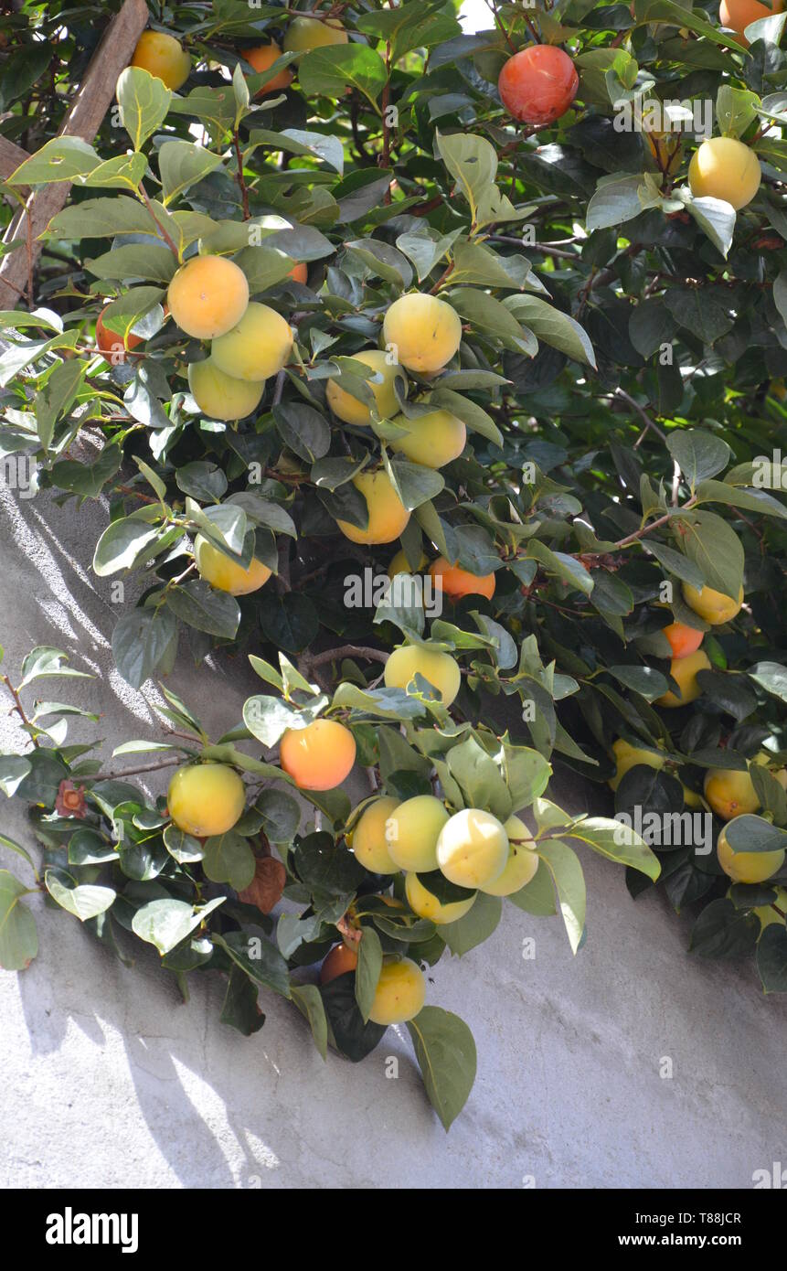 Medronho hi-res stock photography and images - Alamy