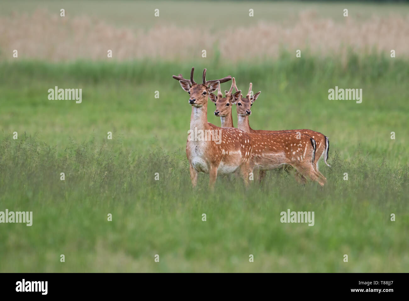 Growing animals hi-res stock photography and images - Alamy