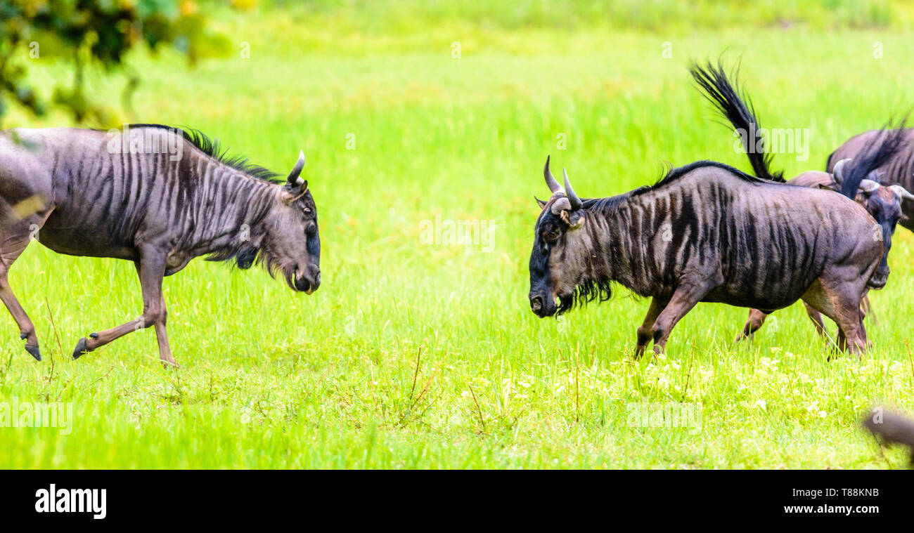Two adult Blue Wildebeest about to charge one another, Malawi Stock ...