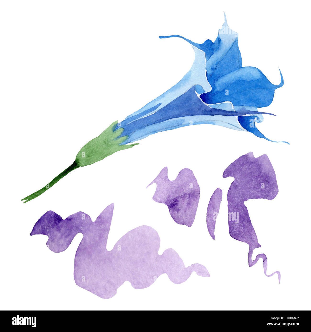 Blue brugmansia floral botanical flowers. Watercolor background set ...