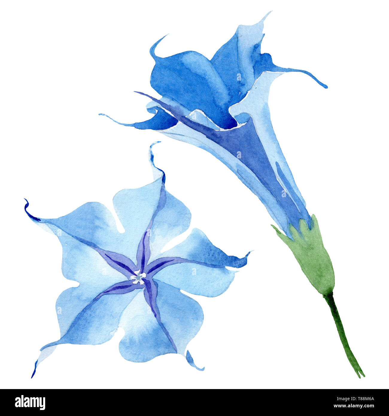Blue brugmansia floral botanical flowers. Watercolor background set ...