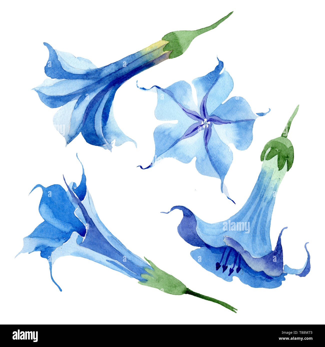 Blue brugmansia floral botanical flowers. Watercolor background set ...