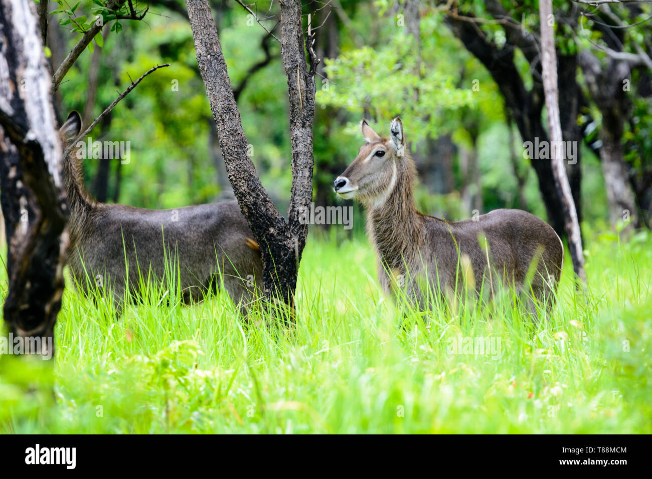 Short trees hi-res stock photography and images - Alamy