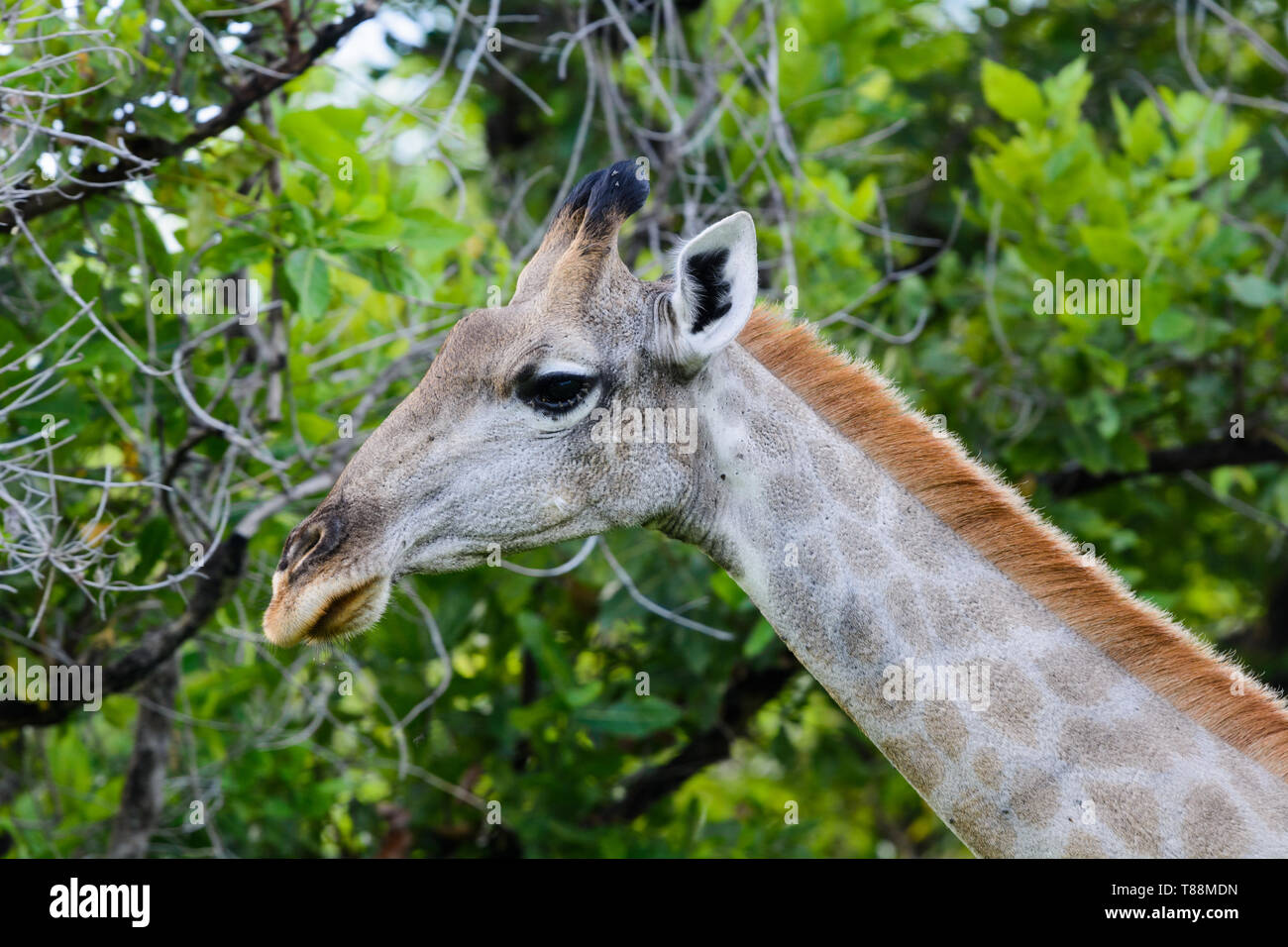 side view of head and neck of male Southern Giraffe, Malawi Stock Photo ...
