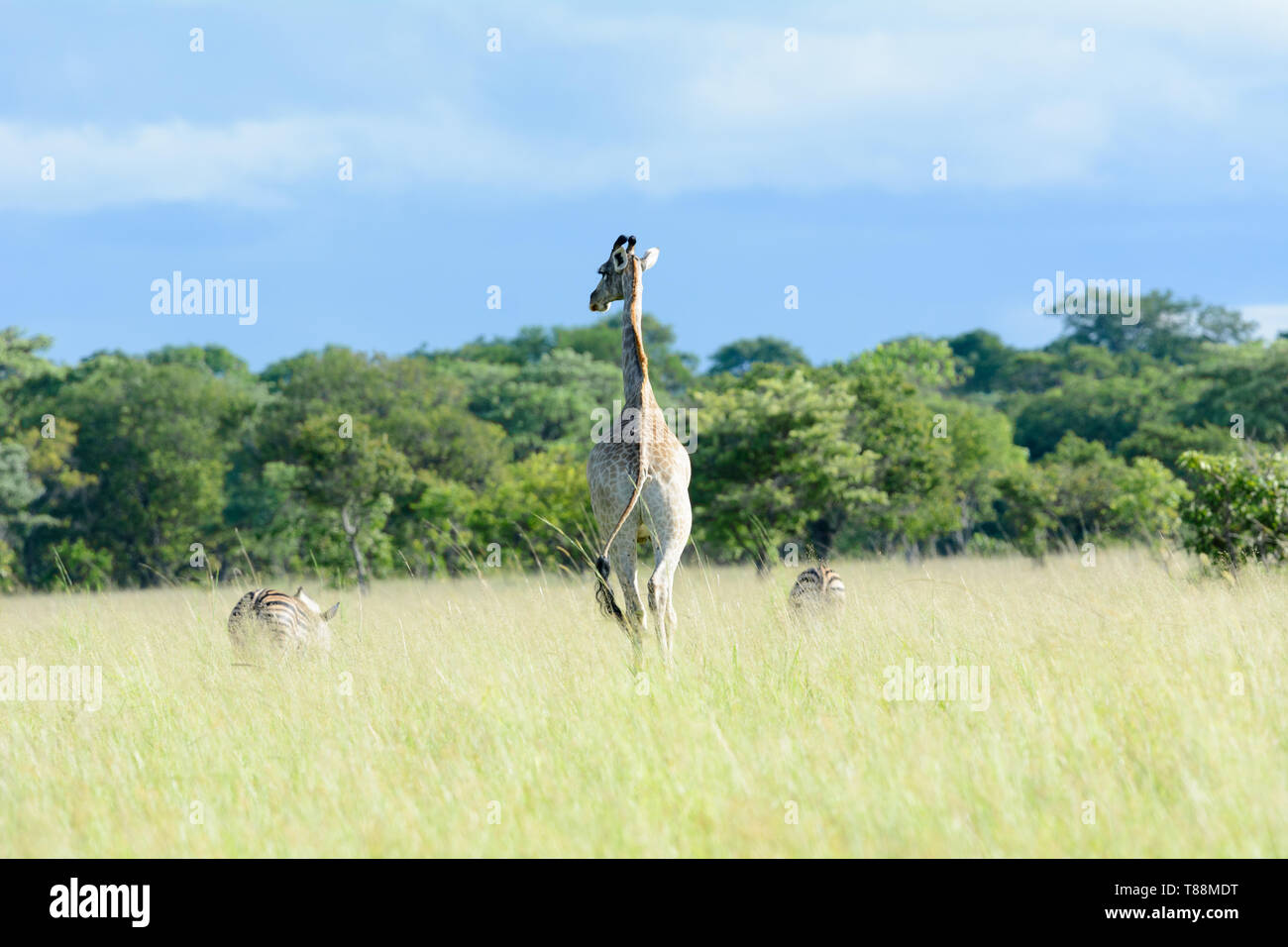 Southern Giraffe moving through grass land together with two zebra who ...