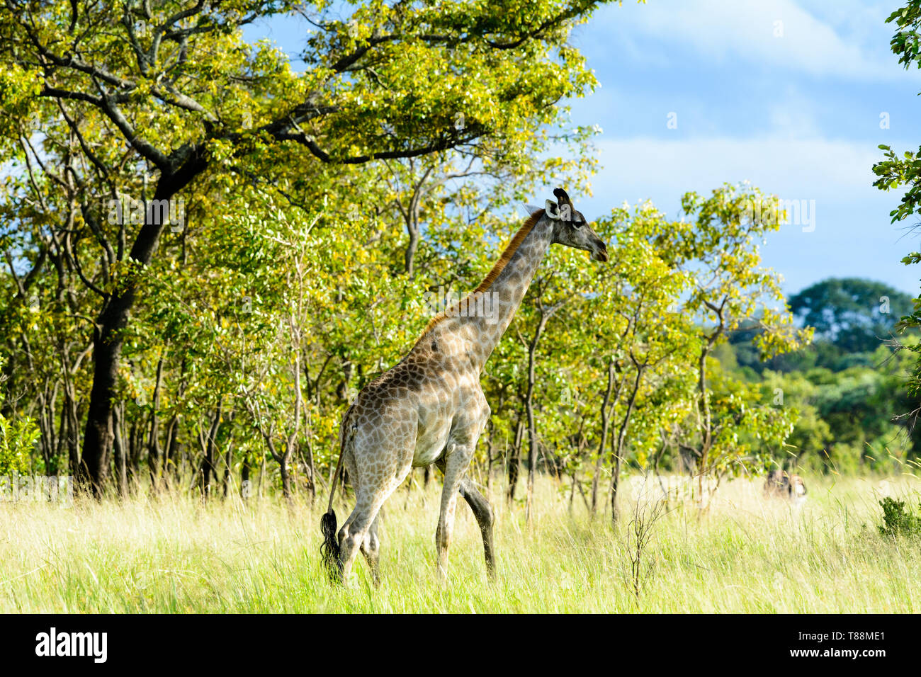 Southern Giraffe moving through grass land under Mopane trees Malawi ...