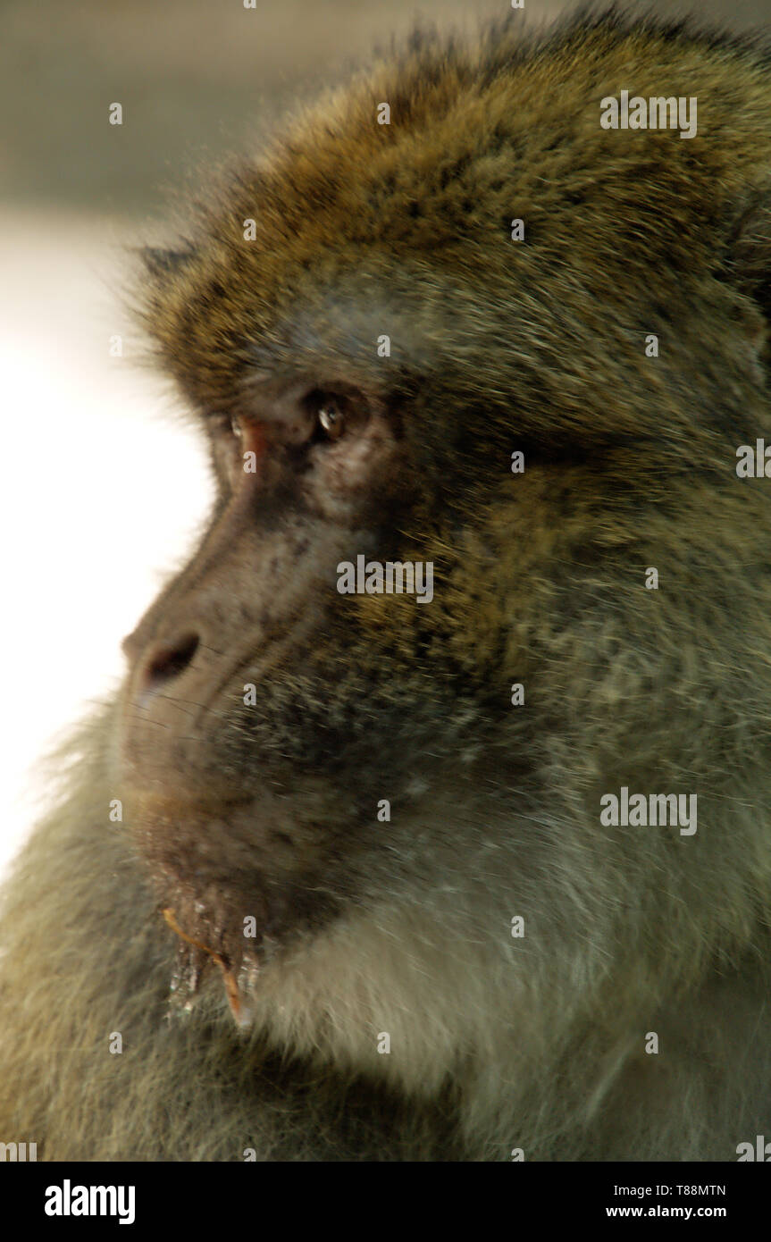 Macaca sylvanus; barbary macaque at Affenberg enclosure, Baden ...