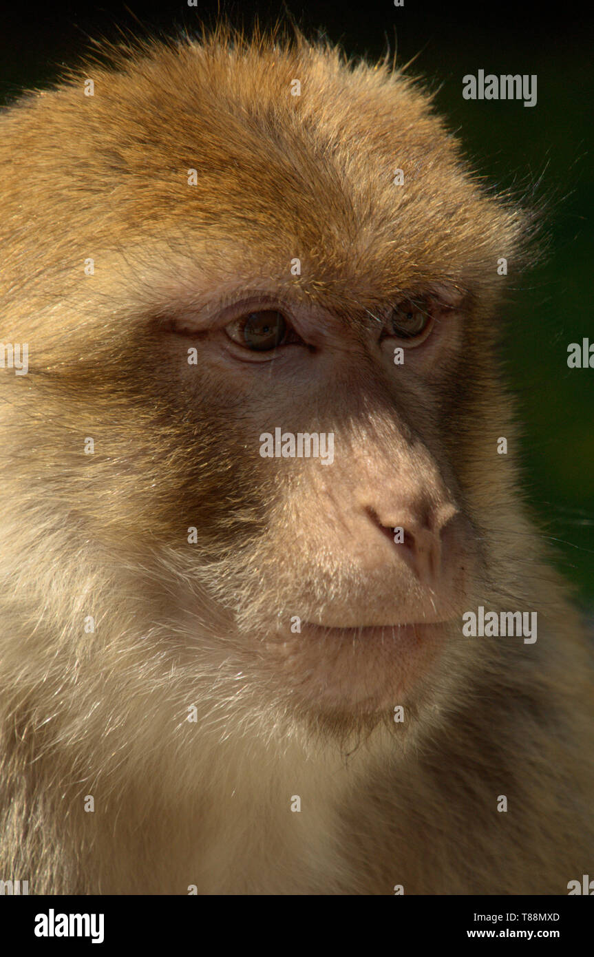 Barbary macaque in the enclosure at Affenberg, Salem in Germany Stock ...