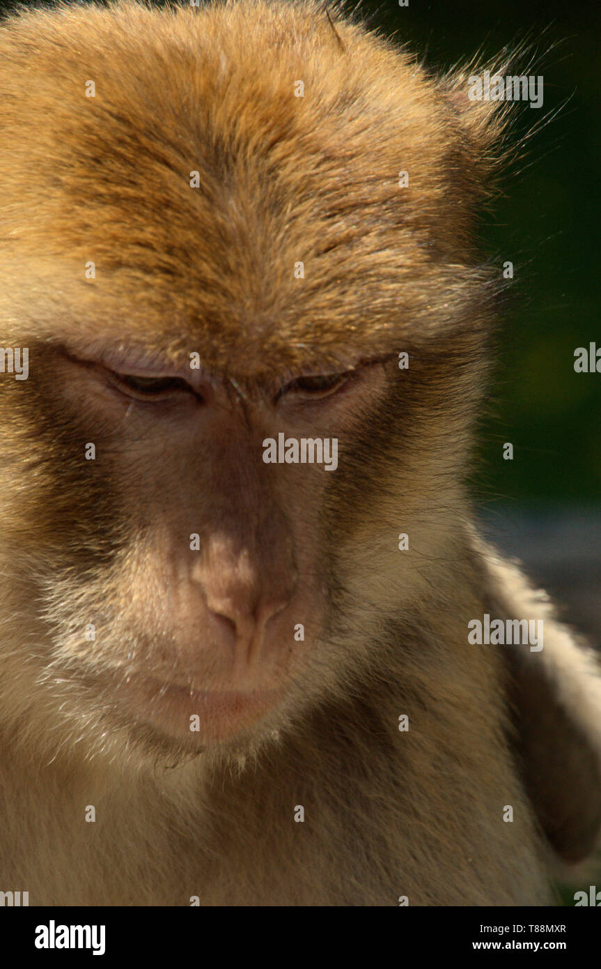Barbary macaque in the enclosure at Affenberg, Salem in Germany Stock ...
