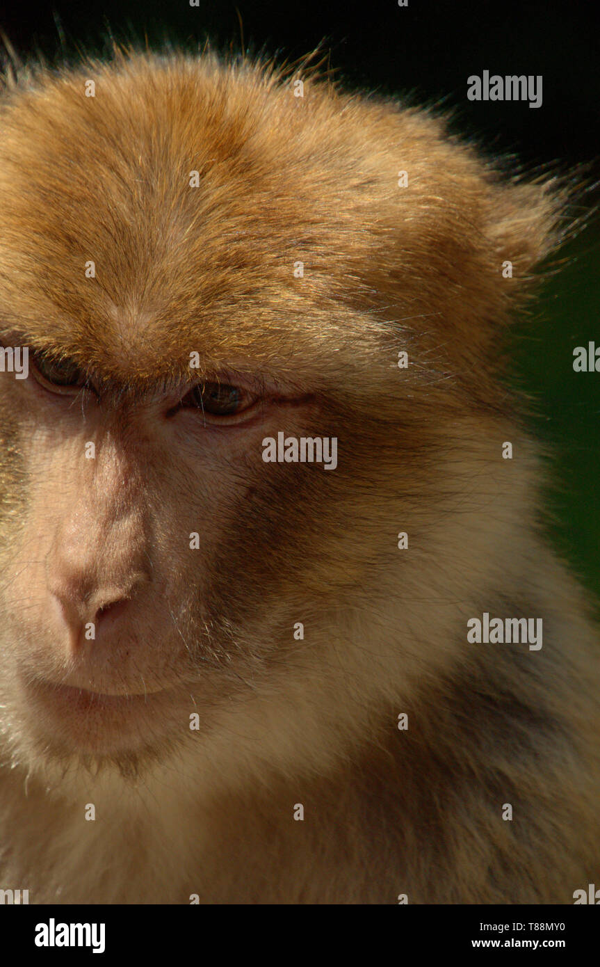 Barbary macaque in enclosure hi-res stock photography and images - Alamy