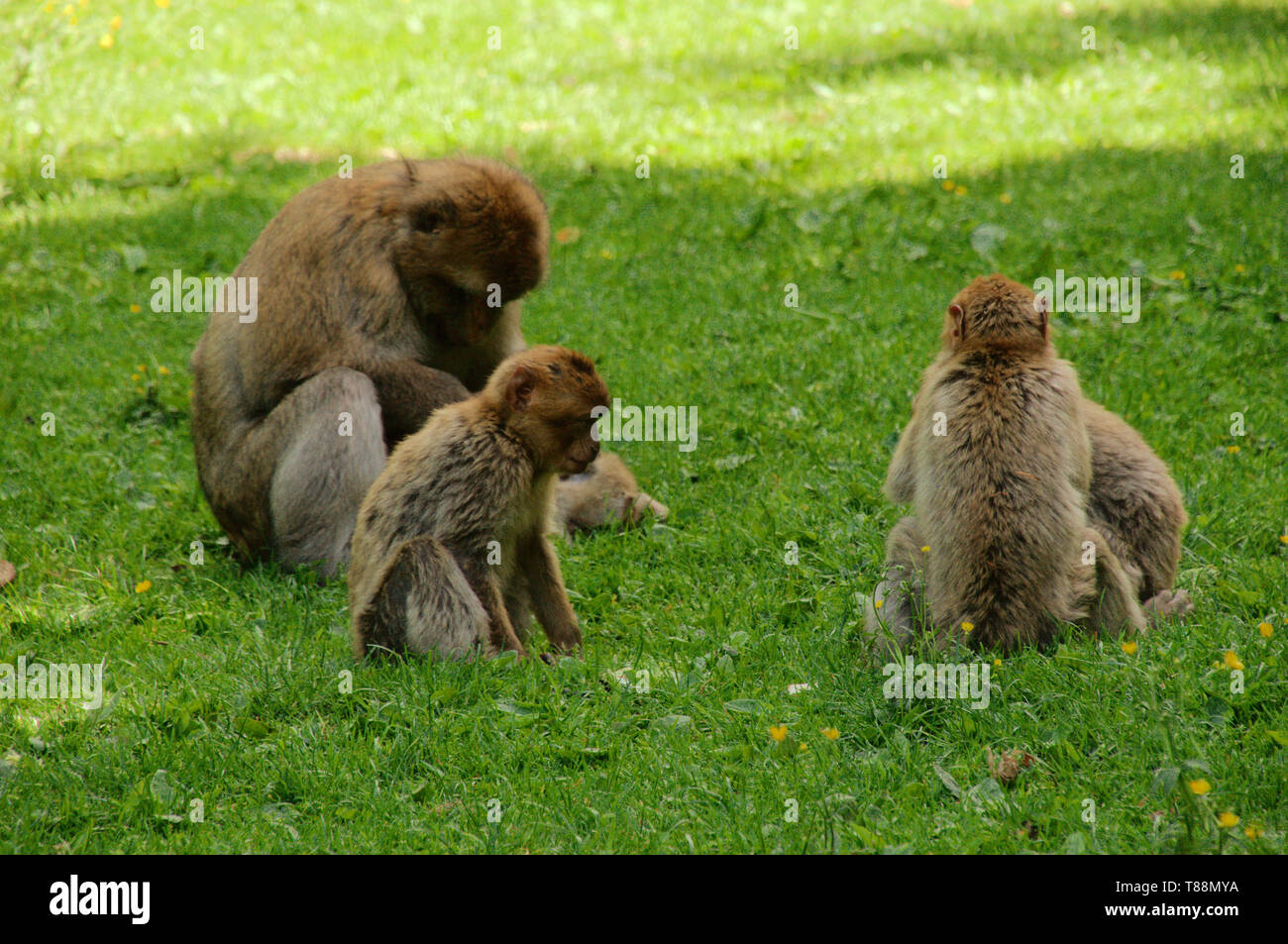 Barbary macaques in the enclosure at Affenberg, Salem in Germany Stock ...