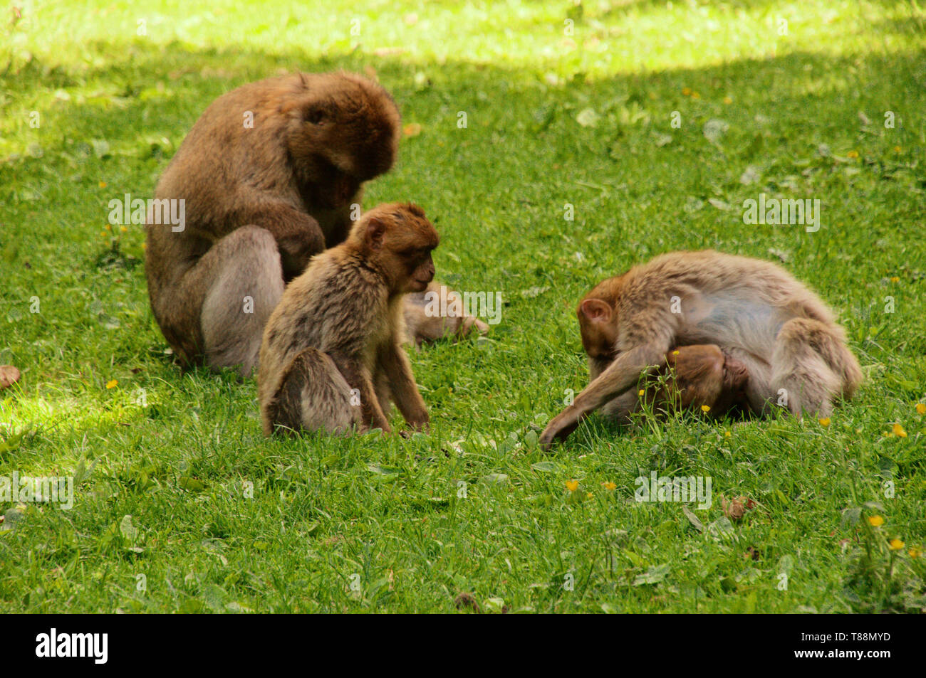 Barbary macaques in the enclosure at Affenberg, Salem in Germany Stock ...