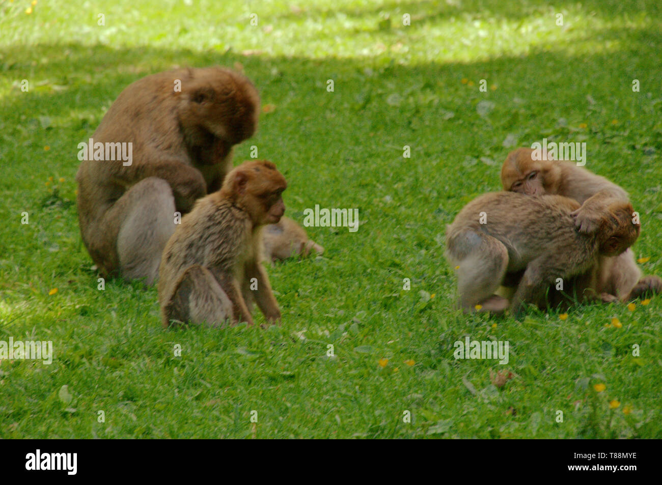 Barbary macaques in the enclosure at Affenberg, Salem in Germany Stock ...