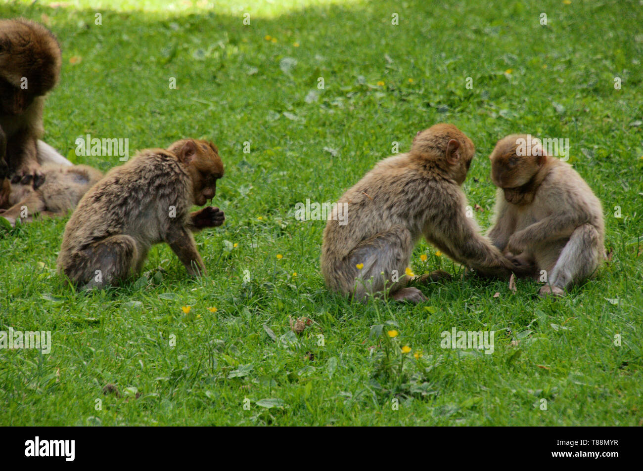 Barbary macaques in the enclosure at Affenberg, Salem in Germany Stock ...
