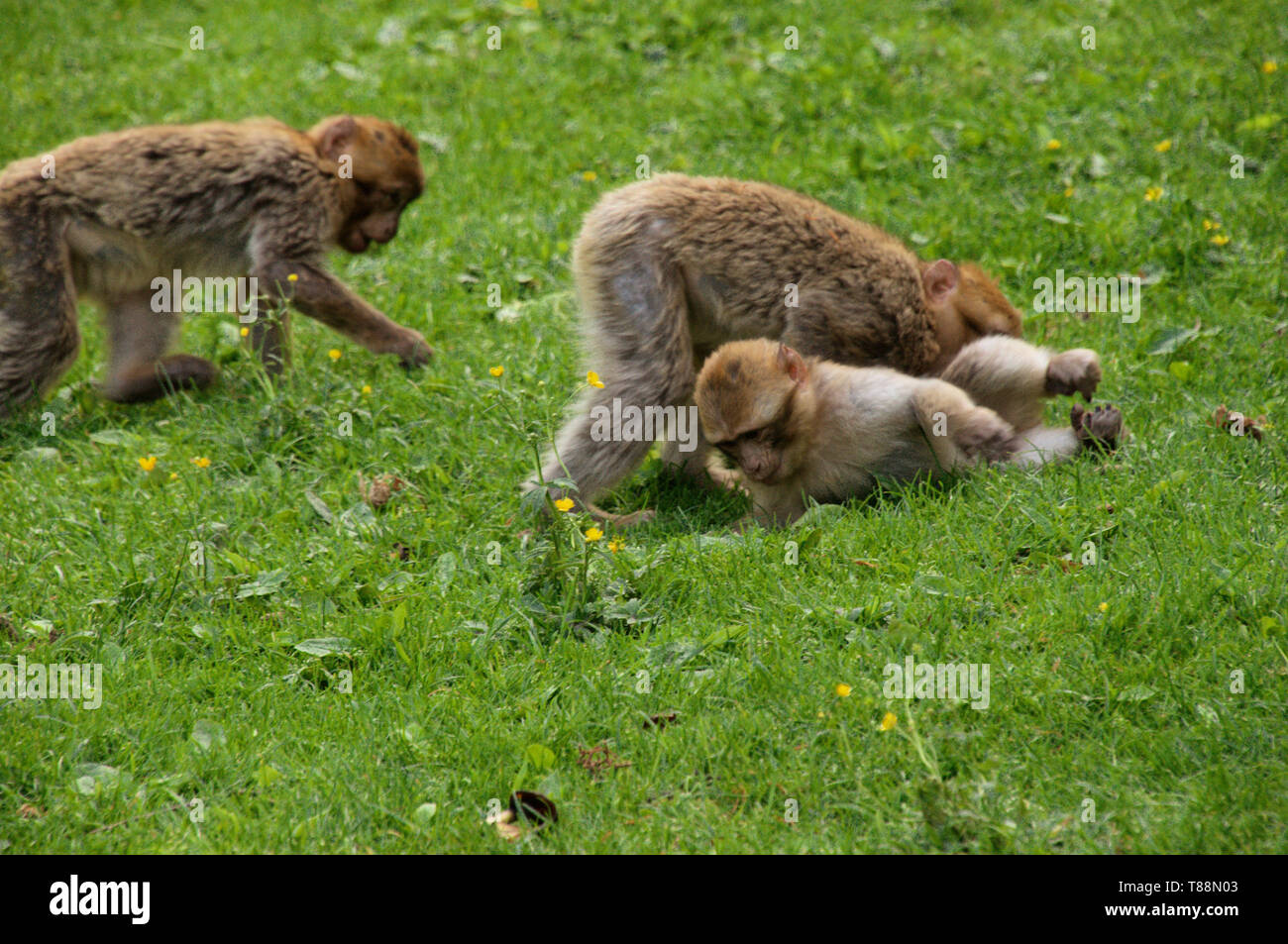 Barbary macaques in the enclosure at Affenberg, Salem in Germany Stock ...