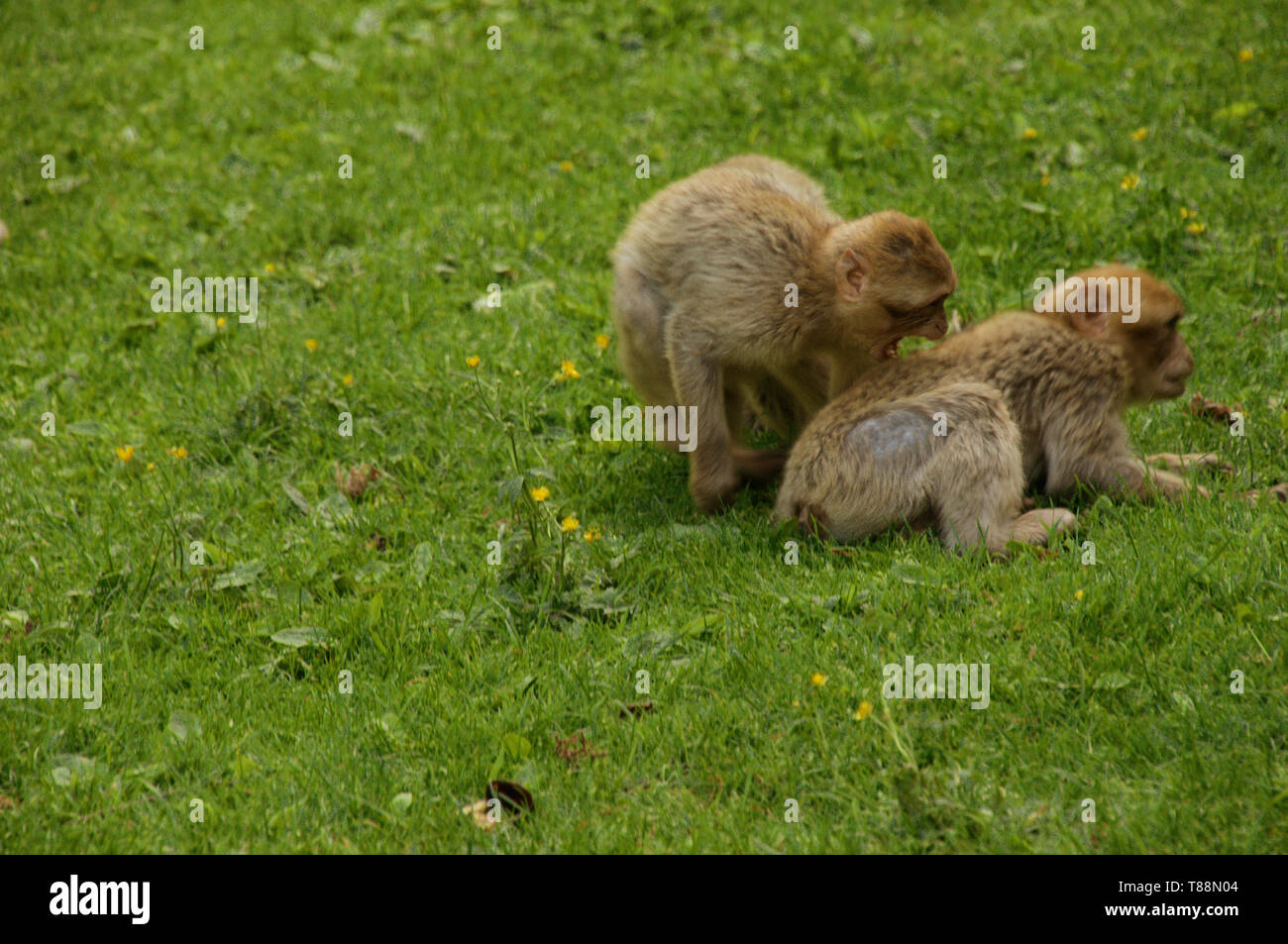 Barbary macaques in the enclosure at Affenberg, Salem in Germany Stock ...