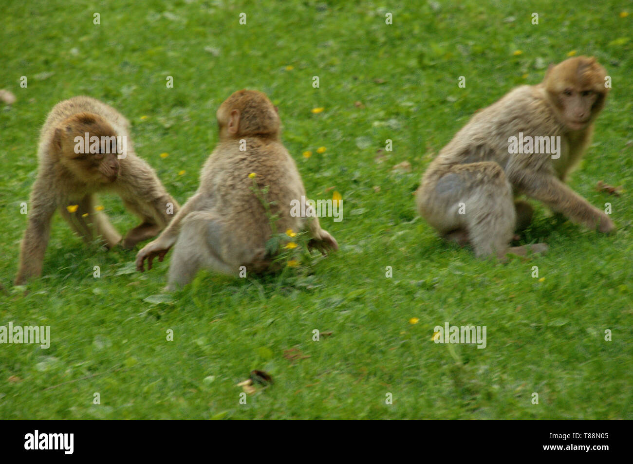 Barbary macaques in the enclosure at Affenberg, Salem in Germany Stock ...